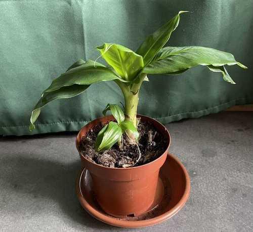 Комнатное растение Банан Муса, высота 35 см