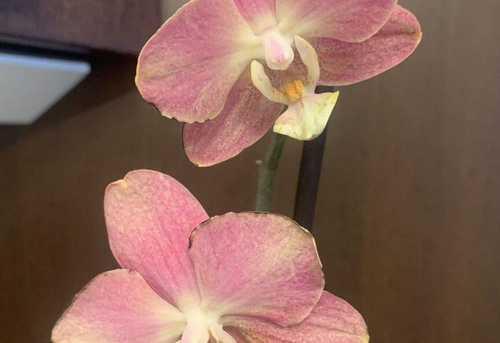 Орхидея фаленопсис Горизонт
