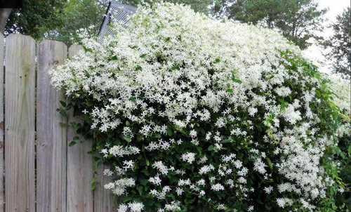 Клематис жгучий мелкоцветковый (clematis flammula)