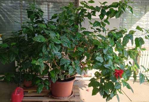Гибискус махровый красный (китайская роза) большой