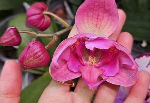 Орхидея Maple Red (peloric)