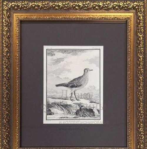 Старинная гравюра «Птица золотистая ржанка»