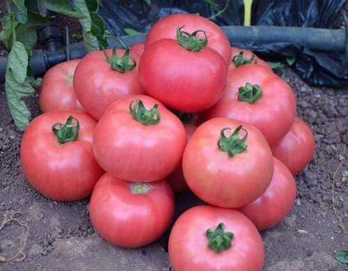 Профсемена низкорослых(детов) помидор из Голландии