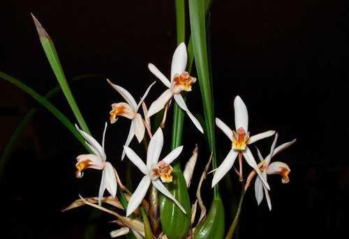 Орхидея целогина, литопс живые камни