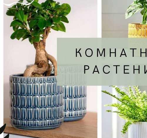 Комнатные растения фикус