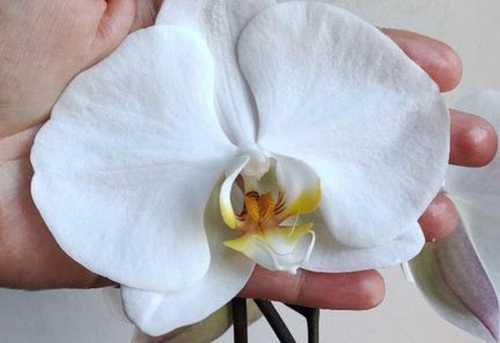 Орхидея фаленопсис Юкидан