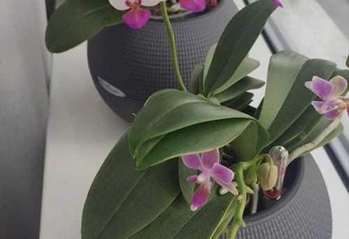 Орхидея Льюис Берри ароматная