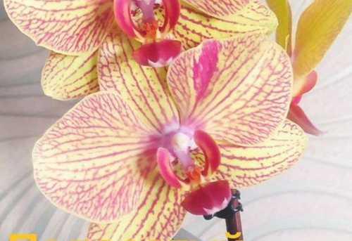 Орхидея фаленопсис кв бьюти