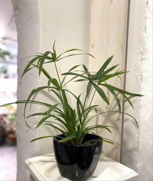 Комнатное растение Циперус зонтичный Папирус
