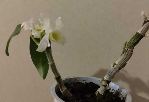Орхидея Дендробиум нобиле