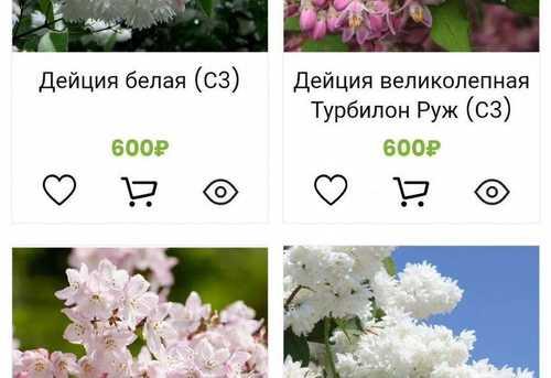 Дейция / Сакура (миндаль, вишня декоративная)
