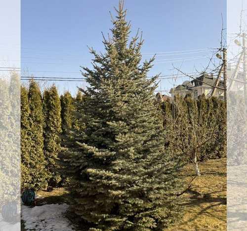 Ель голубая, 5 м