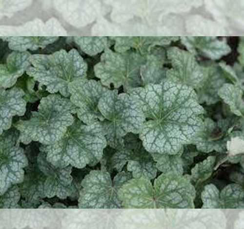 Корни гейхера Heuchera americana ’Dale’