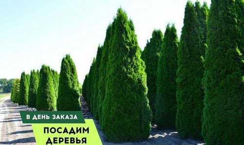 Туя Ростовка большая 4,5 м