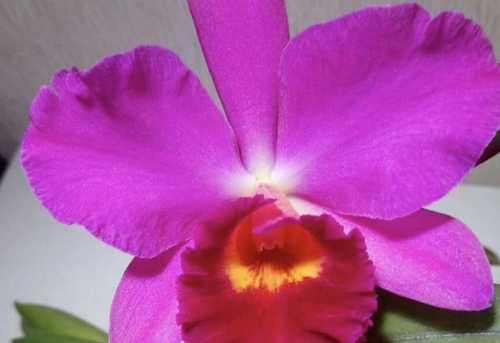 Каттлея (орхидея)