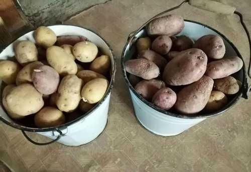 Продам картофель ведрами