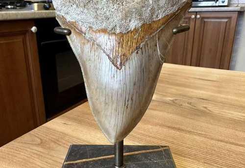 Ископаемый зуб древней акулы мегаладон