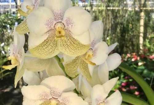 Орхидея ванда Nakorn sawan Belle x TubtimVelvet