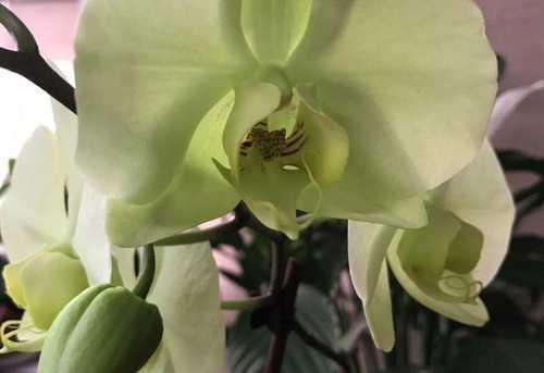 Орхидея фаленопсис цветущее домашнее растение