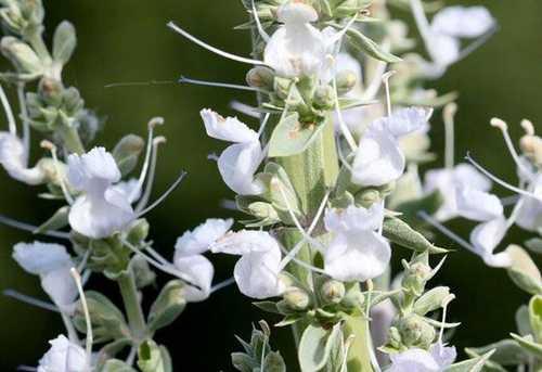 Шалфей белый Калифорнийский семена 5 шт Salvia api