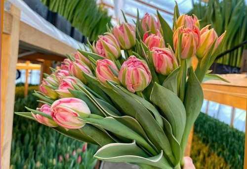 Прекрасные тюльпаны к празднику 8 марта