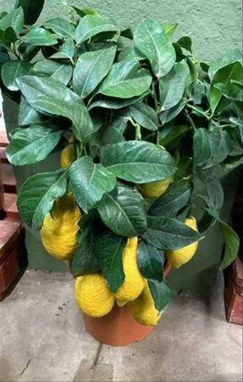 Лимонное дерево много плодов Италия 77 см