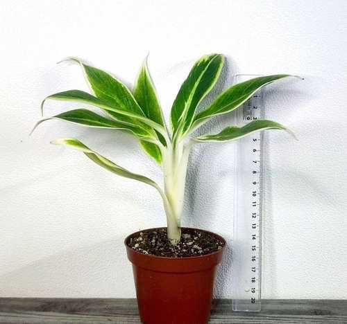 Аглаонема Липстик Грин (Aglaonema Lipstick Green)