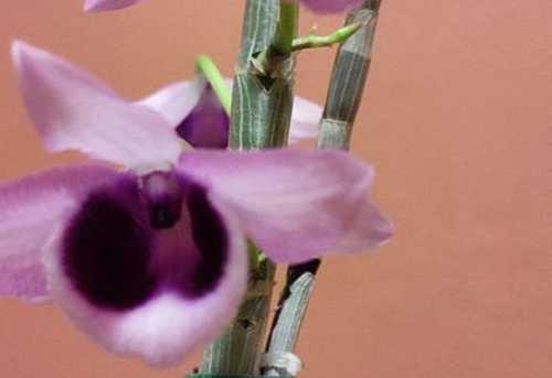 Орхидея дендробиум. Разные