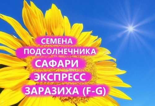 Семена подсолнечника Сафари Экспресс Гибриды