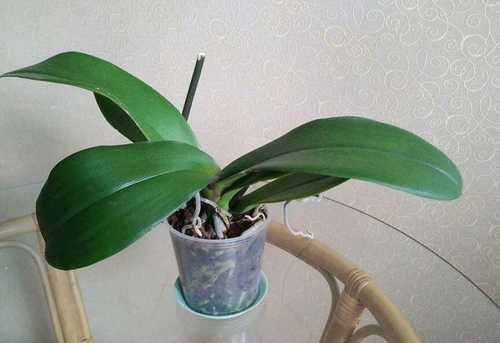 Орхидея фаленопсис отцвела
