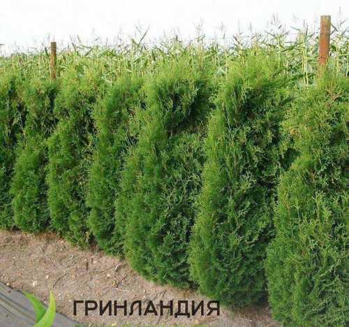 Туя колумна 1,5 м