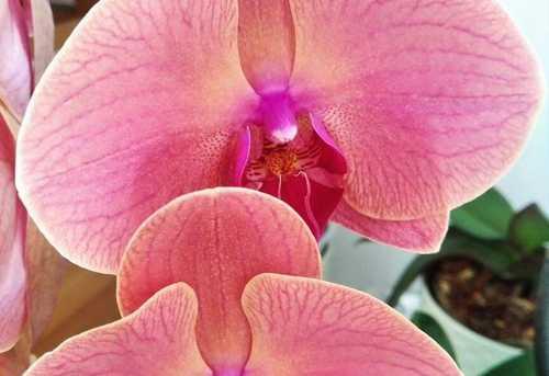 Орхидея фаленопсис Азиан Королл