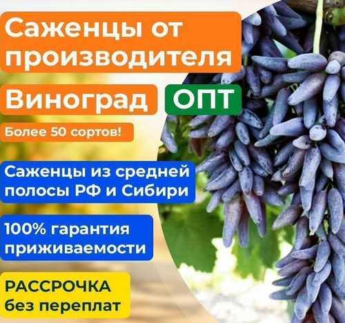 Саженцы винограда. Опт