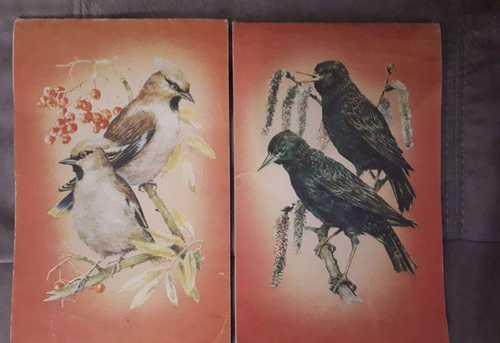 Блокнот для рисования (Певчие птицы) СССР