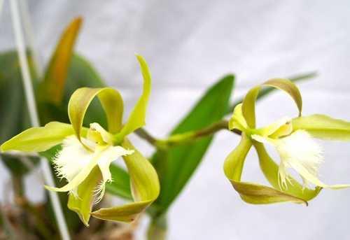 Орхидея Каттлея.Epidendrum ciliare x Brassavola di