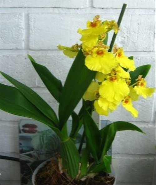 Орхидеи Эпидендрум. Онцидиум