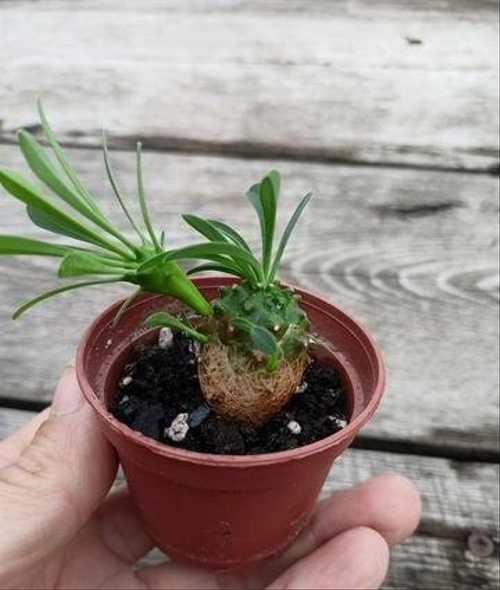 Эуфорбия(молочай) японика, Euphorbia japonica