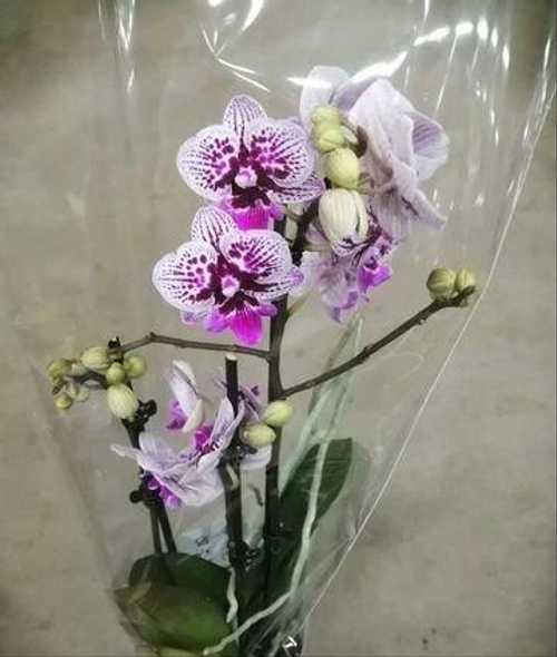 Орхидея фаленопсис биг лип гибрид 495
