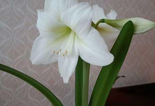 Гиппиаструм белый с цветочной стрелкой к 8 марта