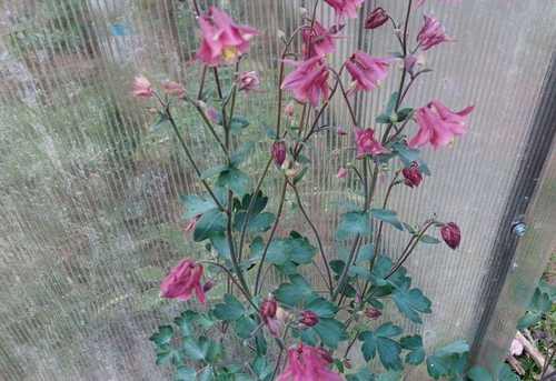 Цветок садовый Водосбор