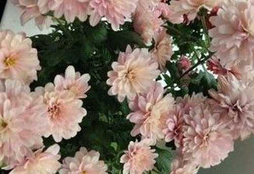 Хризантемы мультифлора черенки