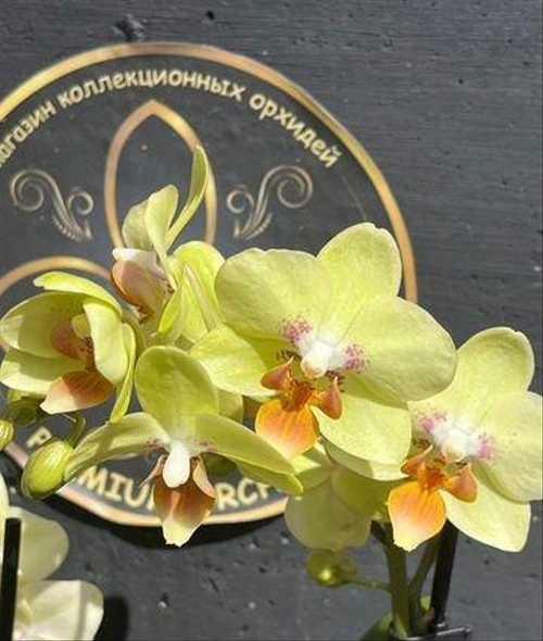 Орхидея фаленопсис N55