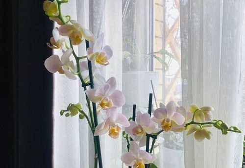 Орхидея фаленопсис Бургунди мультифлора