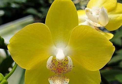 Орхидея Phal. Sogo Moimi '6121'
