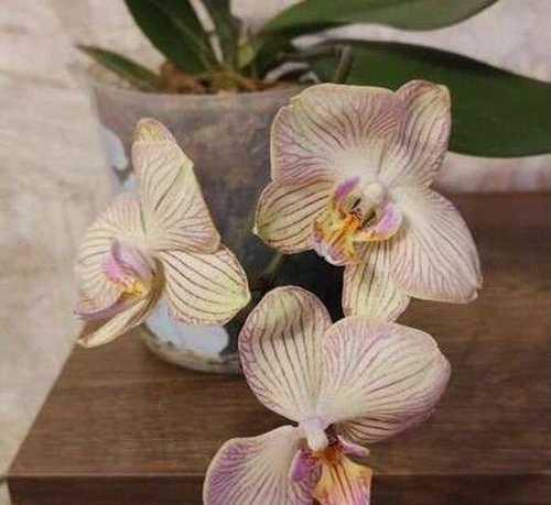 Орхидея Торино, не цветет