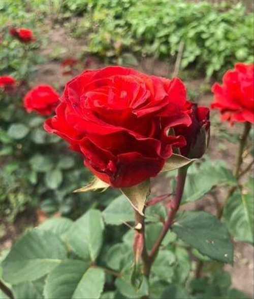 Саженцы роз Эль Торо