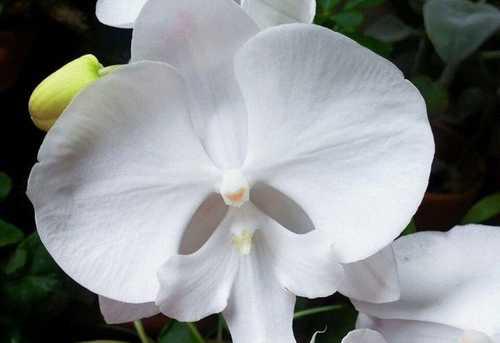 Орхидея Phal. Leontine GC331001