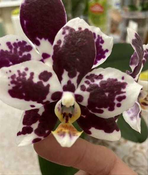 Орхидея фаленопсис “Golden Peoker”