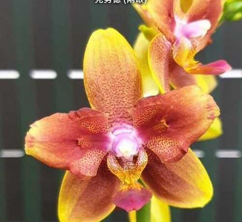 Орхидея Phal. I-Hsin Claude (peloric - 2 eyes)