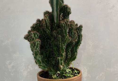 Большой кактус скала комнатные растения